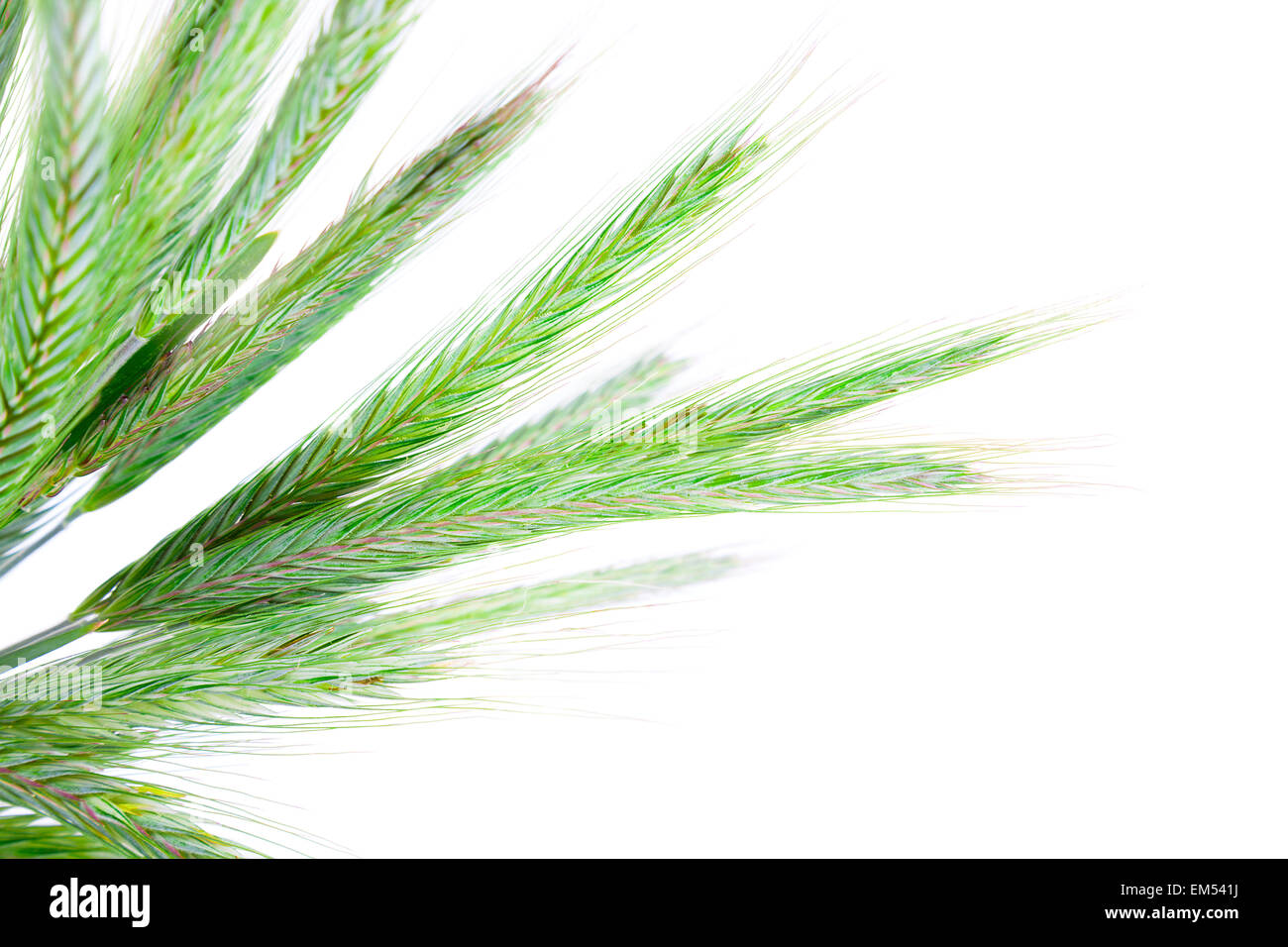 Green rye spikes on white background Stock Photo - Alamy