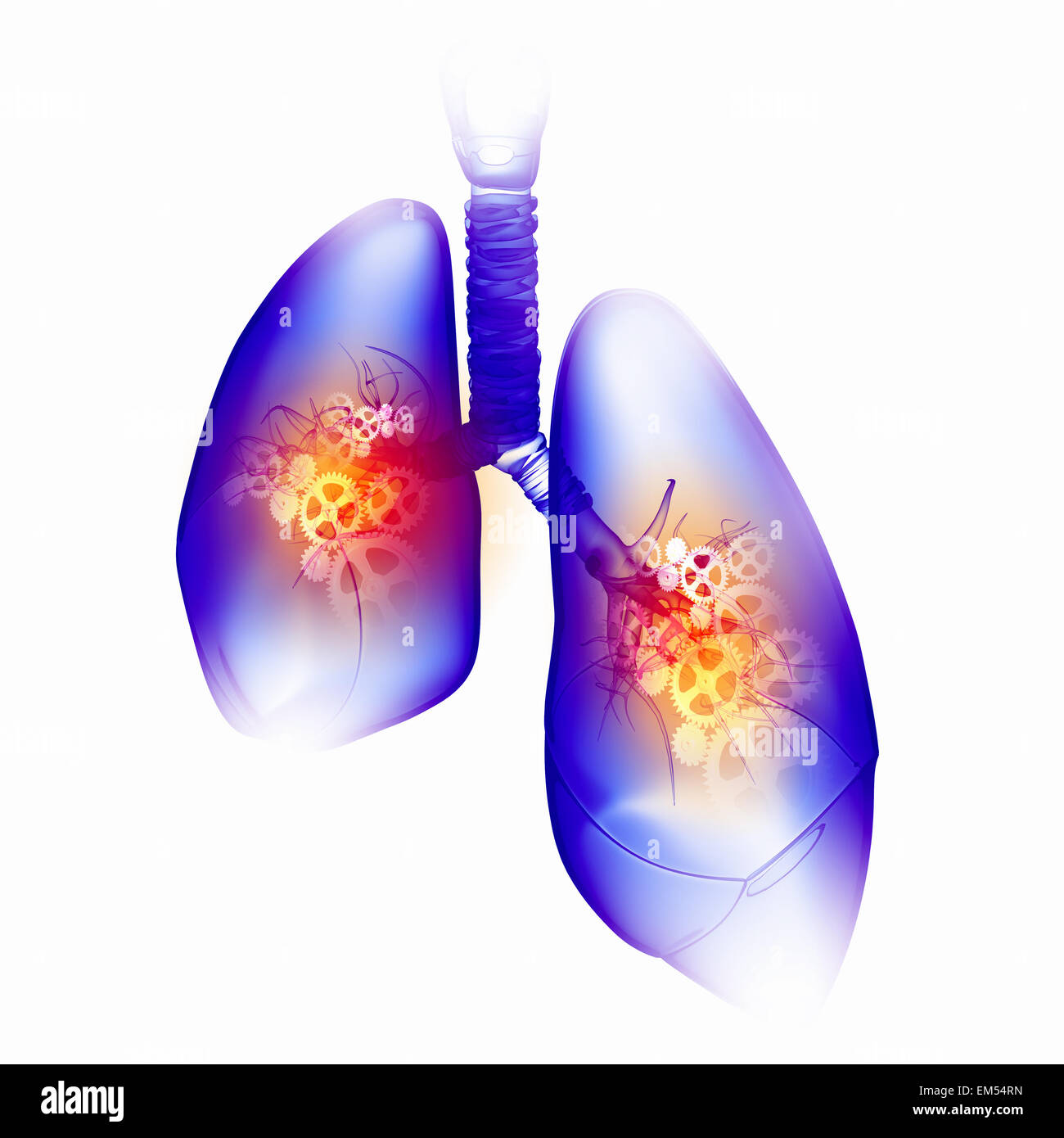 Human body concept lungs Cut Out Stock Images & Pictures - Alamy