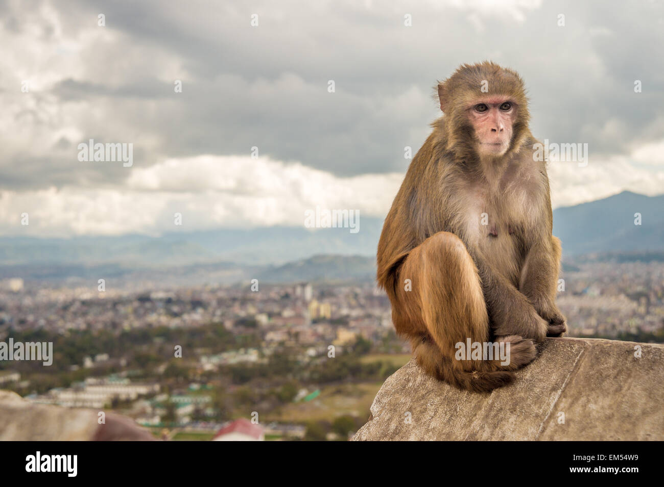 Rhesus monkey hi-res stock photography and images - Alamy Rhesus monkey hi-res stock photography and images - Alamy