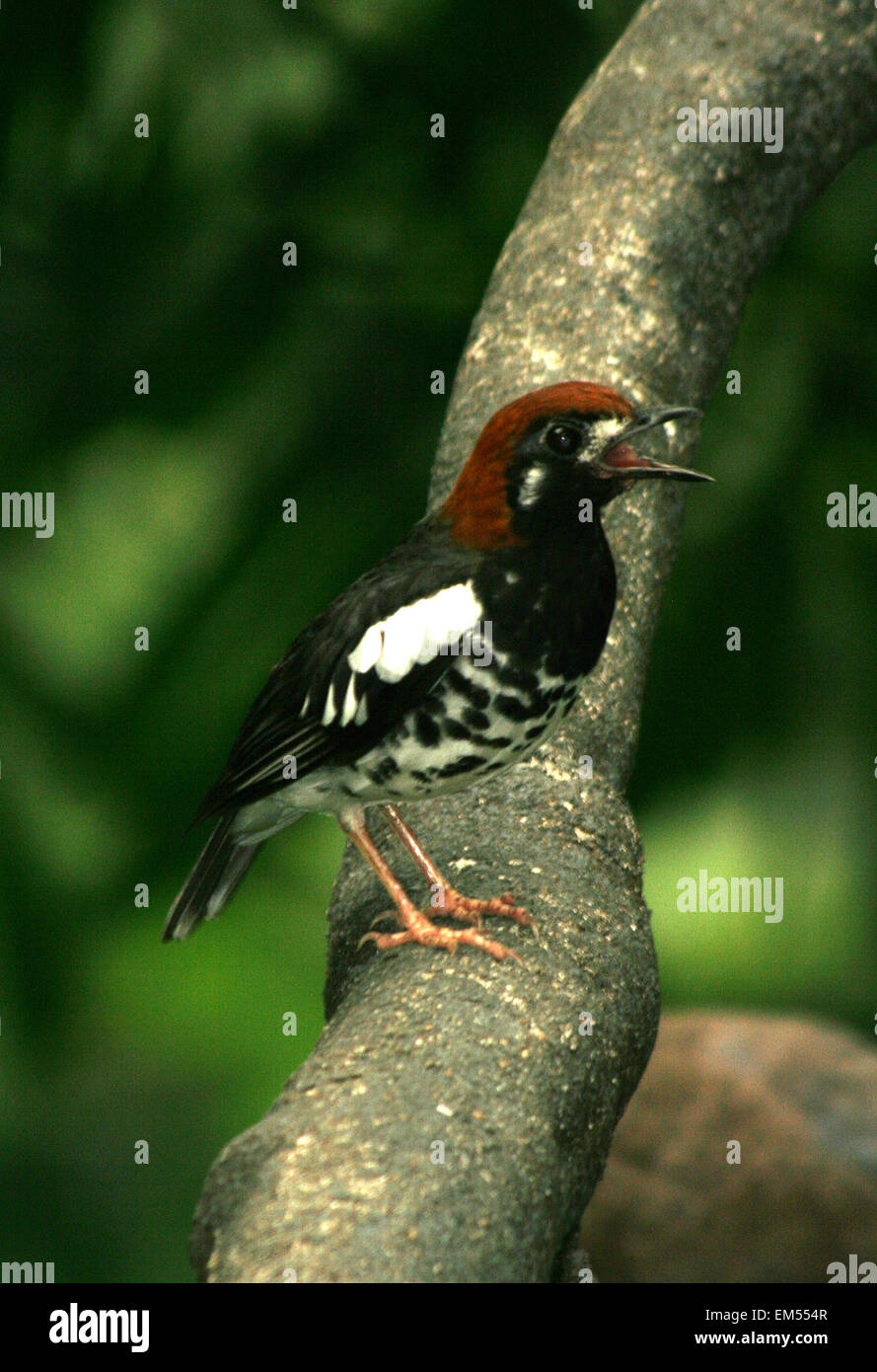 Zoothera interpres hi-res stock photography and images - Alamy