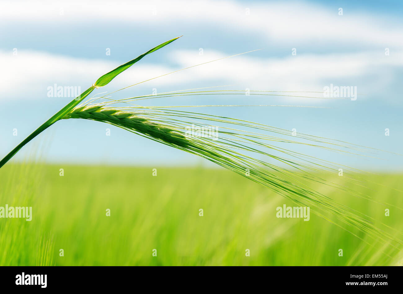 Spica hi-res stock photography and images - Alamy