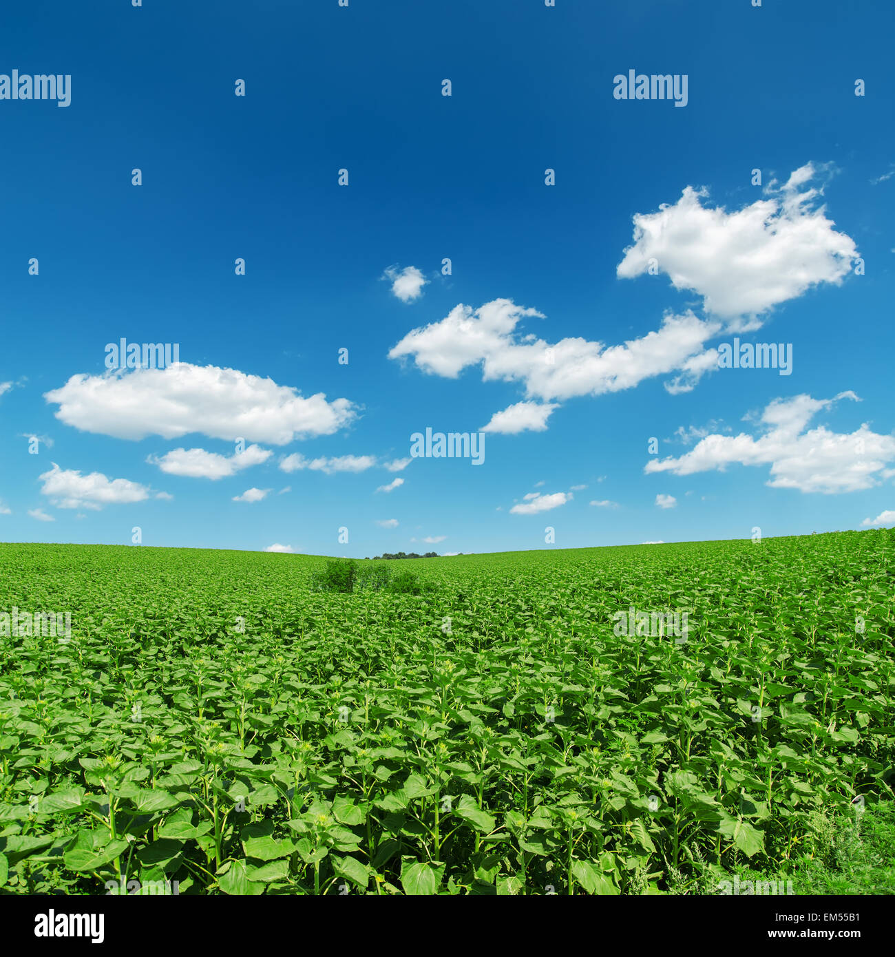 field with green sunflowers under deep blue sky Stock Photo - Alamy
