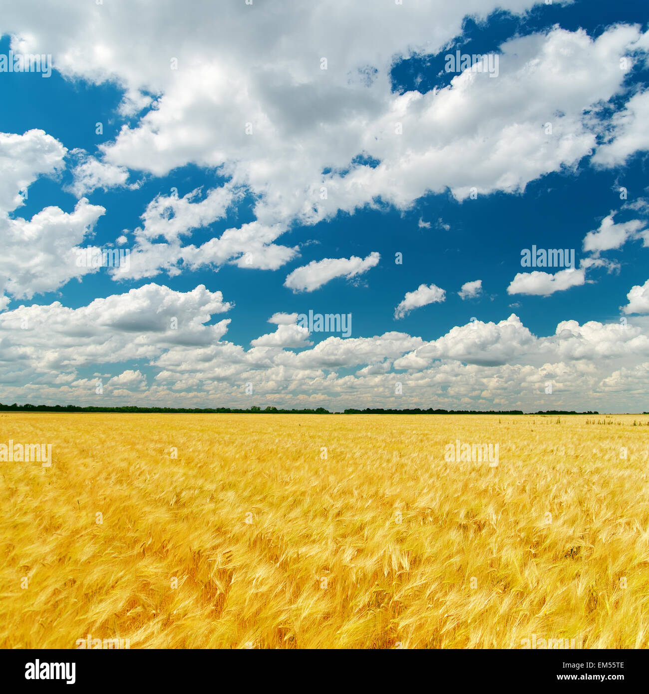 cloudy sky over field with golden harvest Stock Photo - Alamy