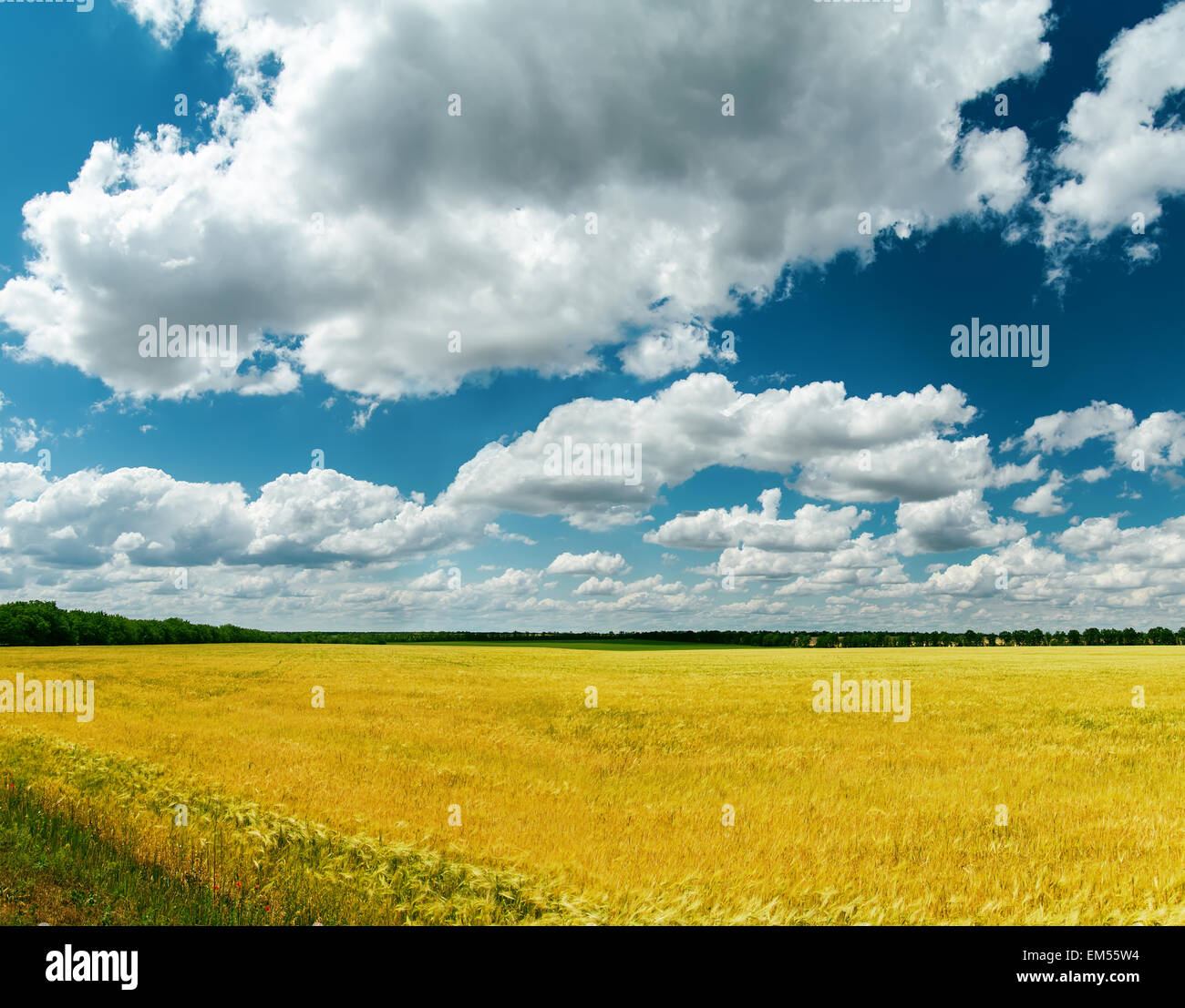 golden field with harvest and clouds over it Stock Photo - Alamy