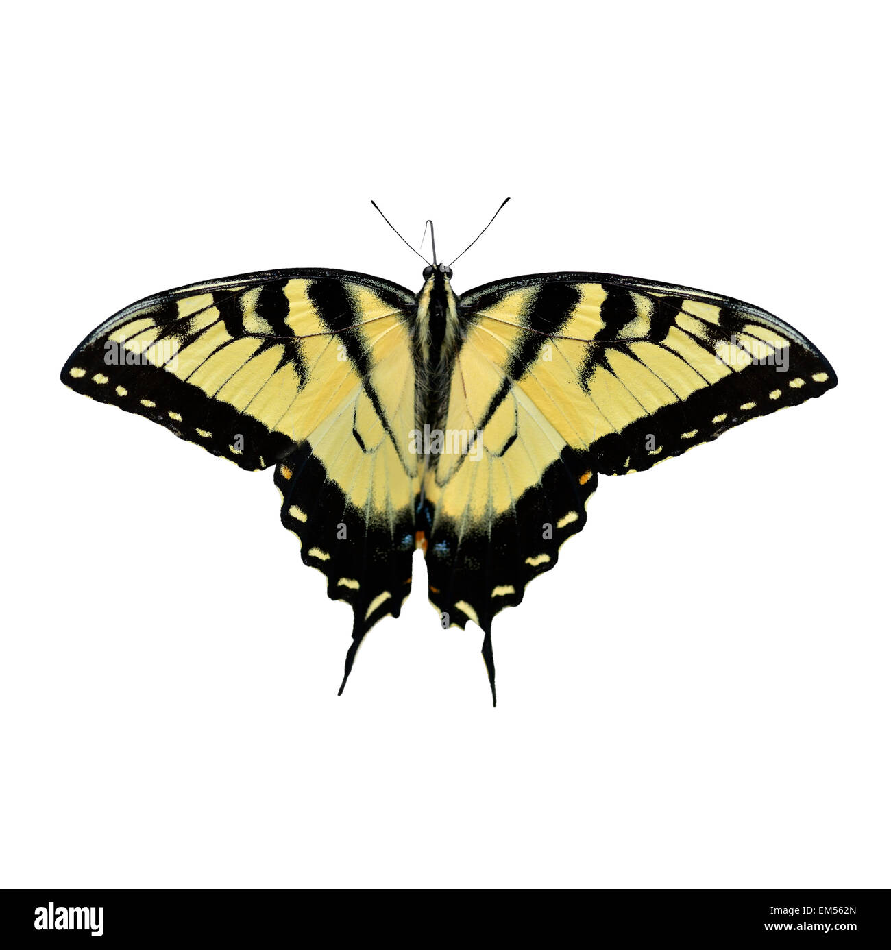 Eastern Tiger Swallowtail Butterfly Stock Photo - Alamy