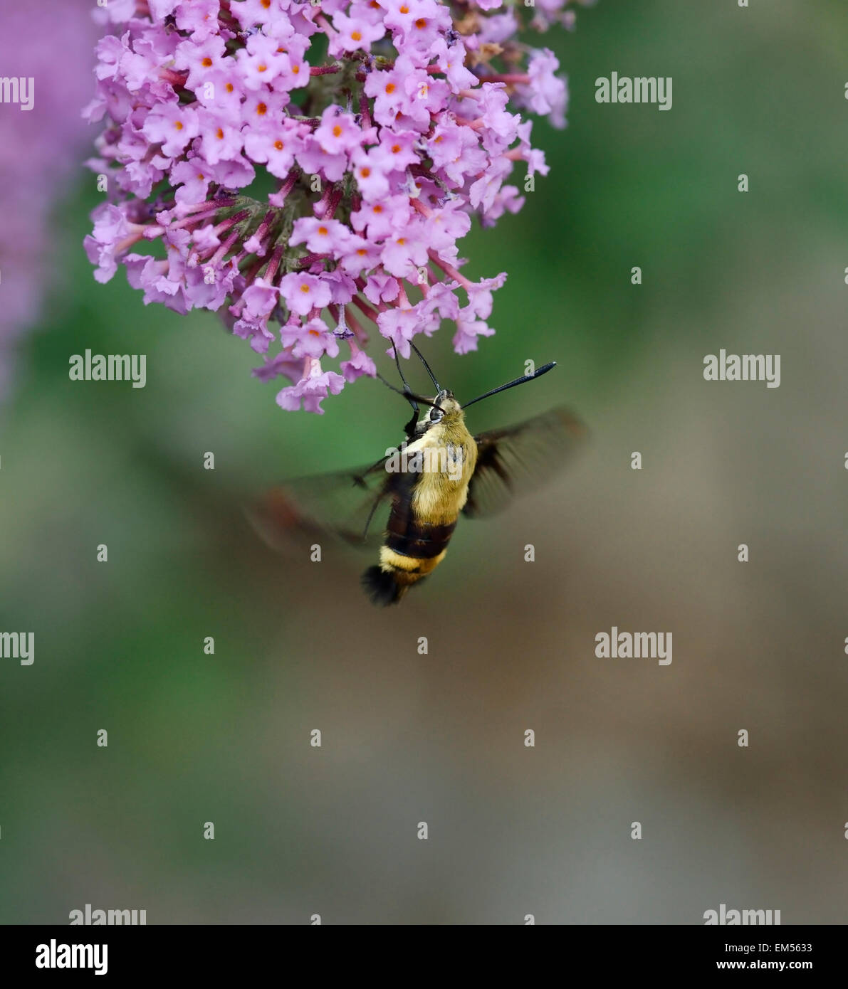 Hummingbird clearwing sphinx moth hi-res stock photography and images ...