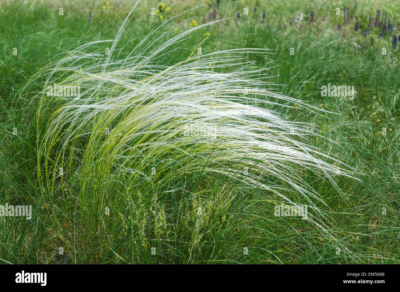 green feather grass Stock Photo - Alamy