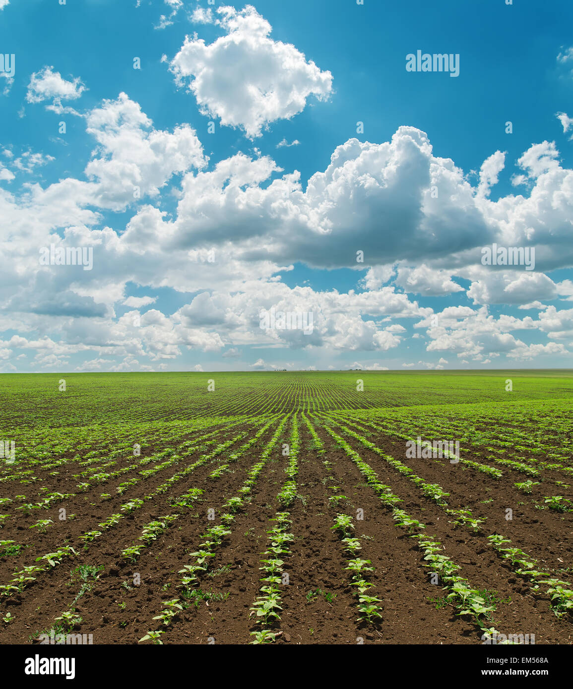 Spring field green sunflowers hi-res stock photography and images - Alamy