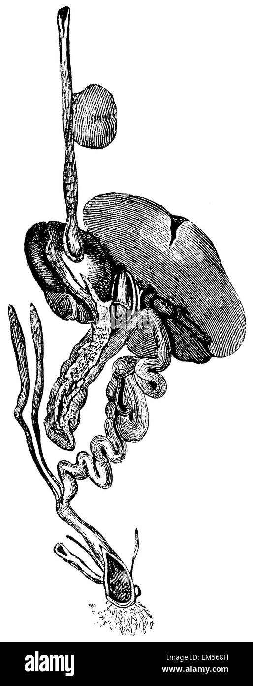 Bird: digestive organs Stock Photo - Alamy