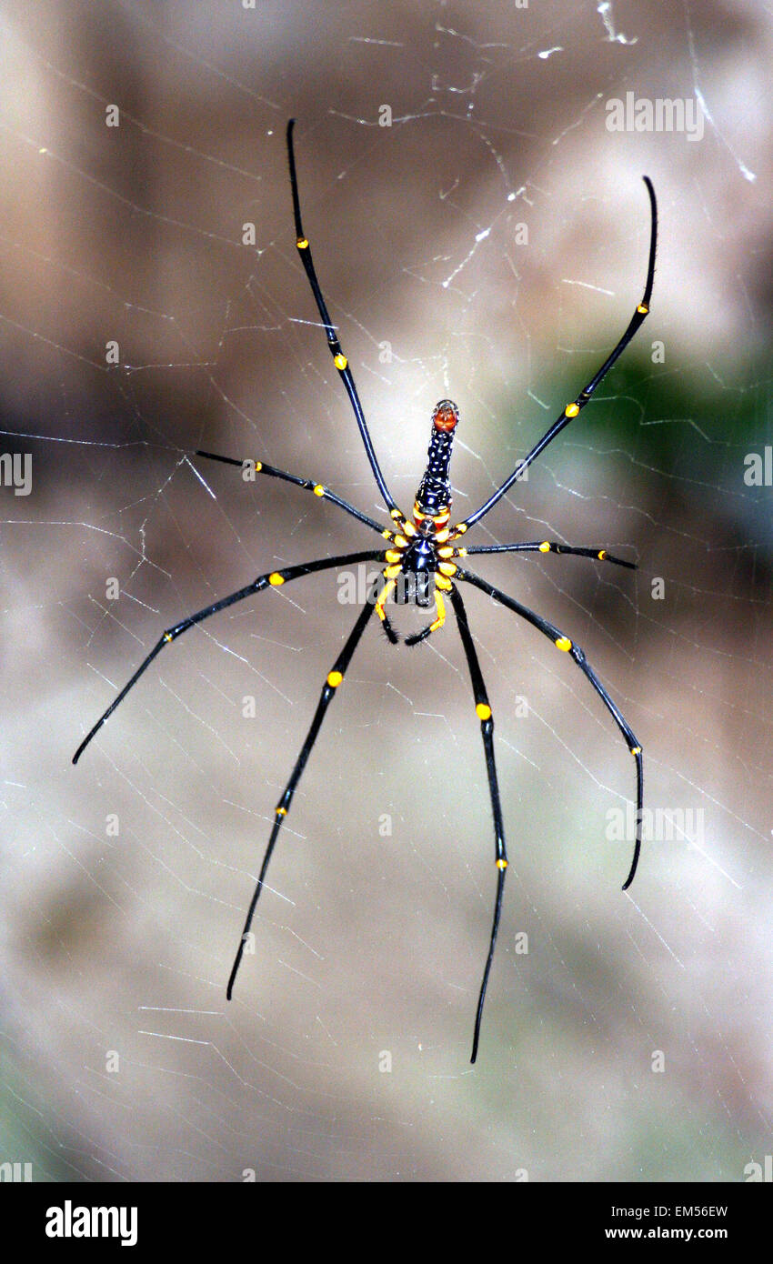 Golden Orb Weaver High Resolution Stock Photography and Images - Alamy