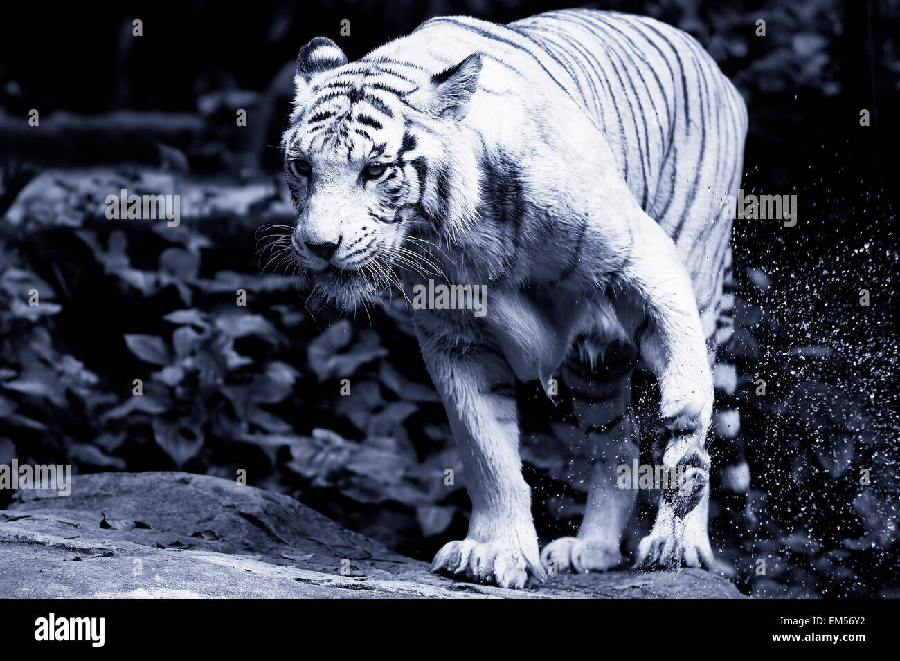 White tiger with black stripes hi-res stock photography and images - Alamy