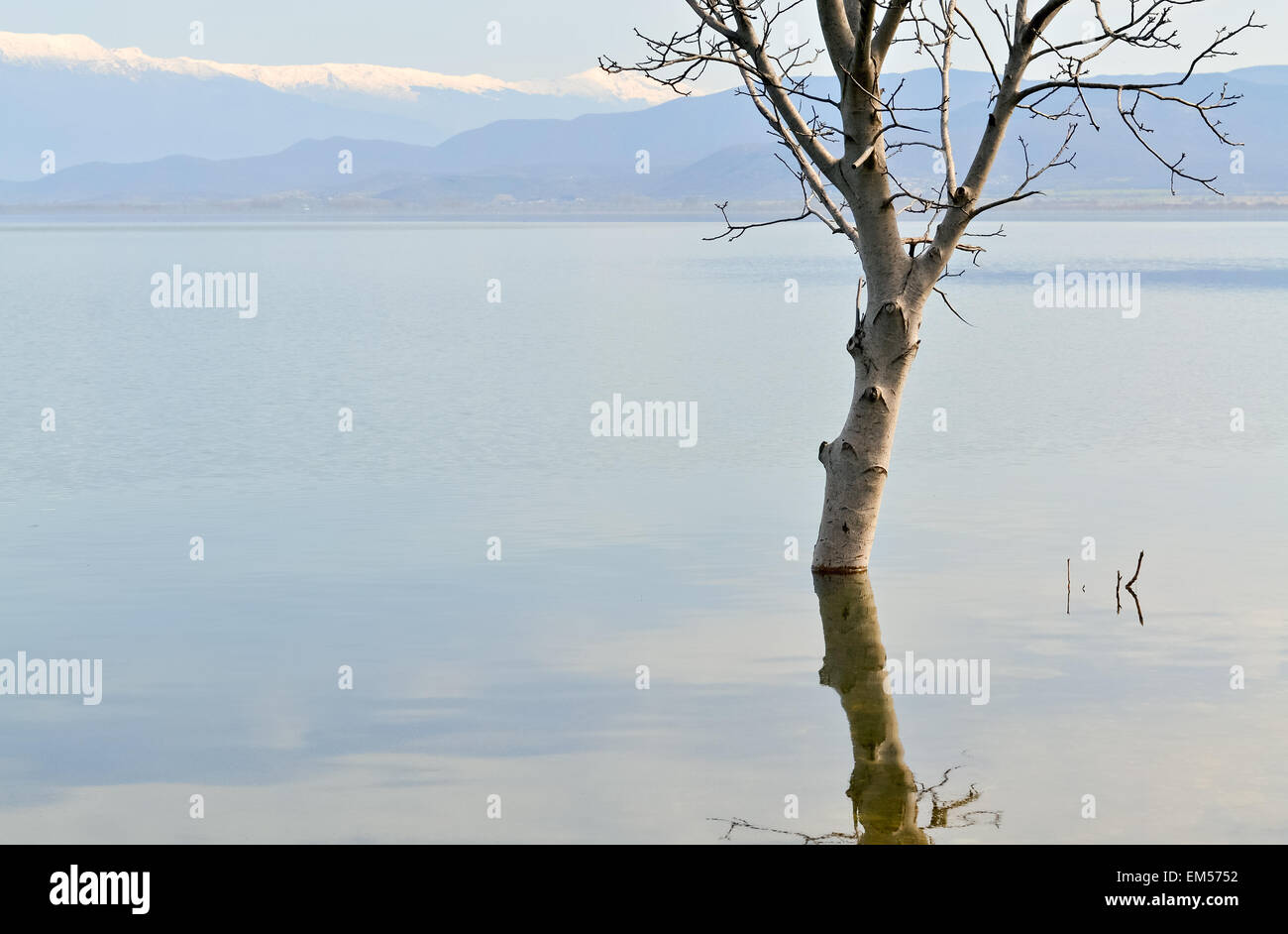 Tree that grows in water after heavy rainfall and increased level of ...