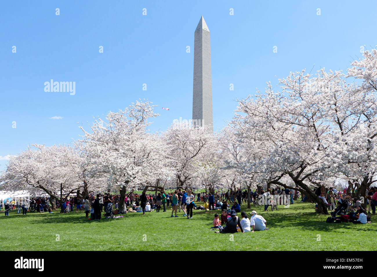 Dc cherry blossom season hi-res stock photography and images - Alamy