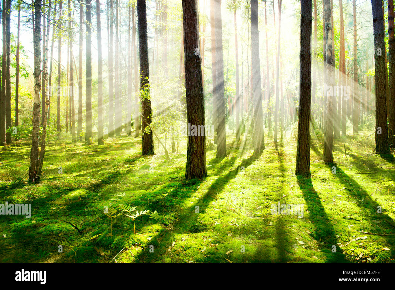 Fog in forest misty morning hi-res stock photography and images - Alamy
