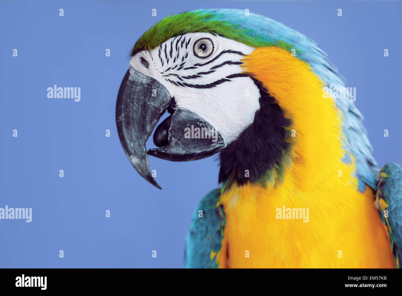 Macaw parrot hi-res stock photography and images - Alamy