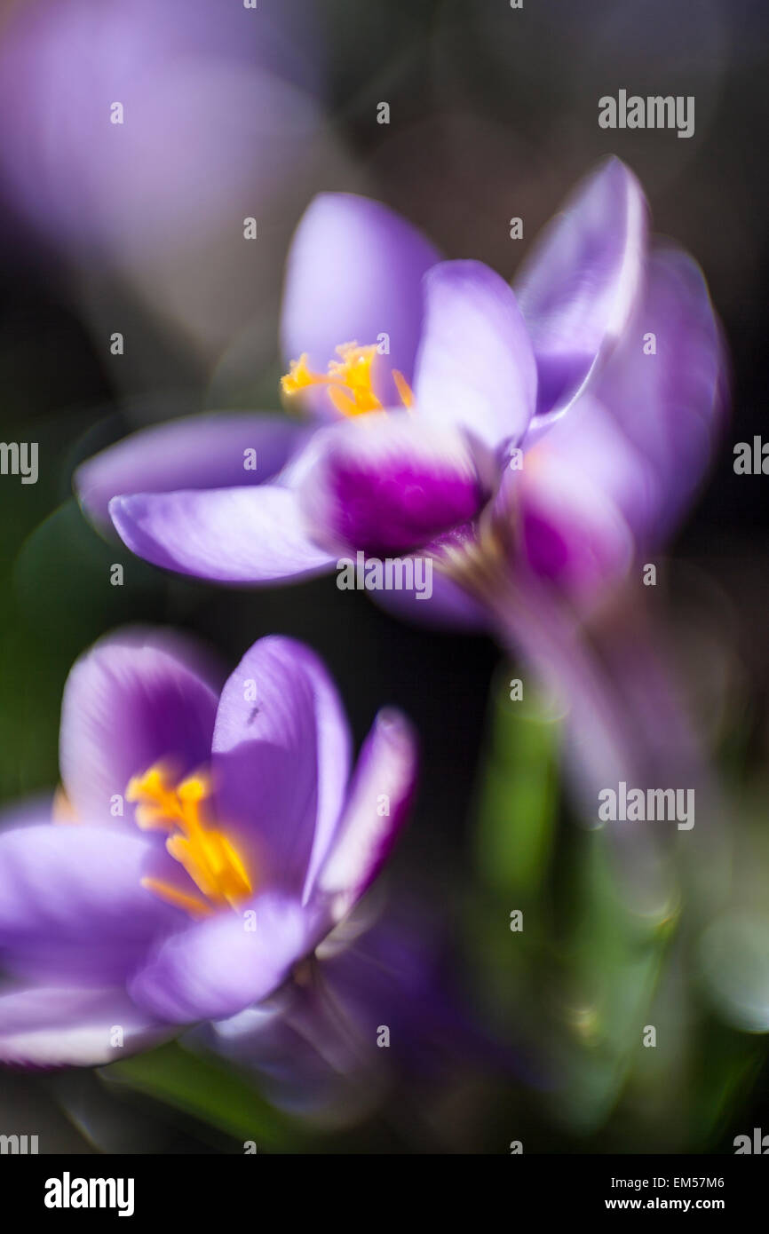 Minimus hi-res stock photography and images - Alamy