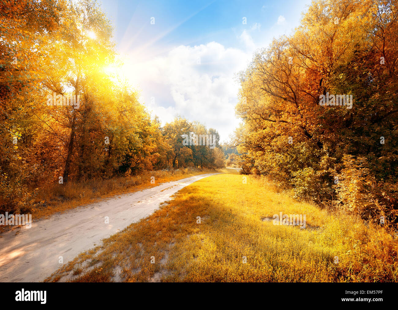 Road in a colorful autumn forest Stock Photo - Alamy
