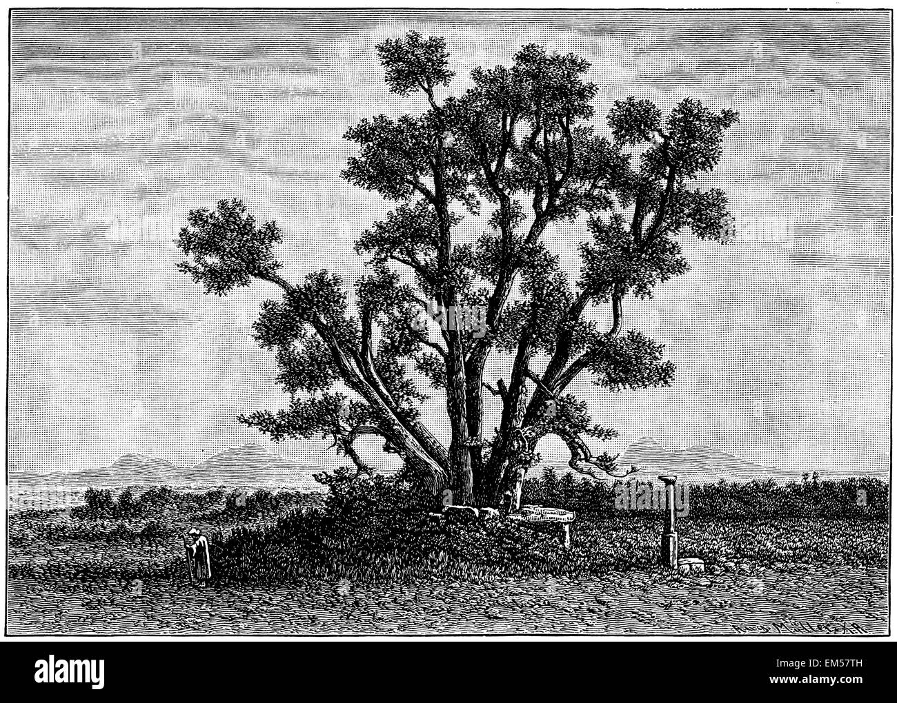 Tree of buddha Black and White Stock Photos & Images - Alamy