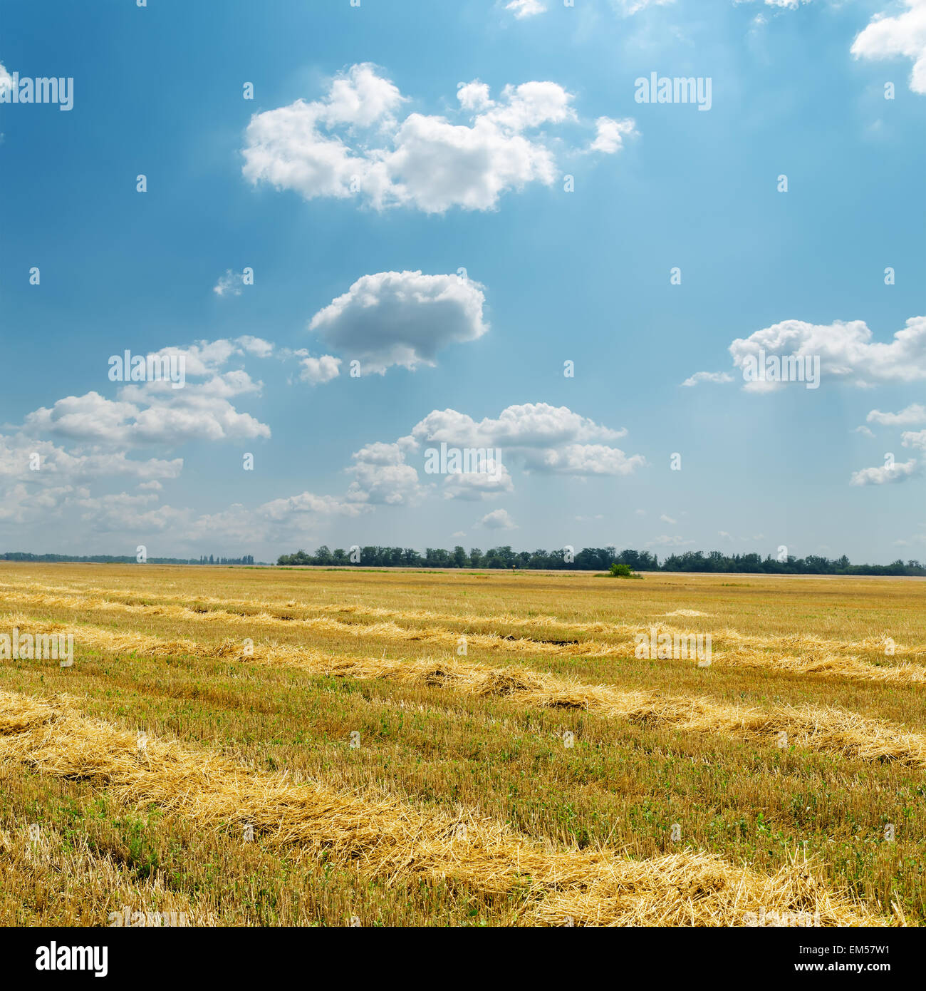 Straw windrows hi-res stock photography and images - Alamy