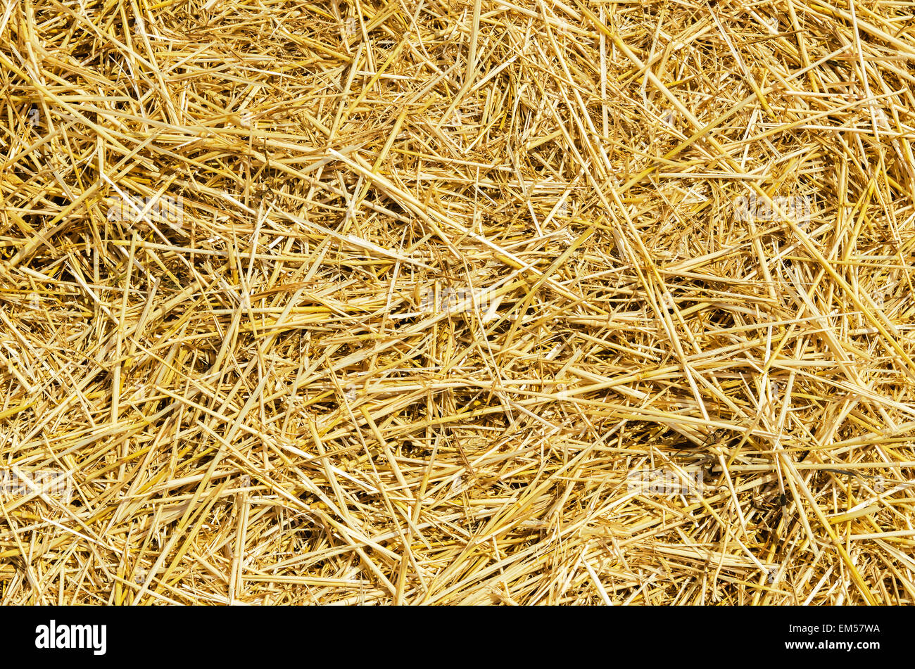 straw as background Stock Photo - Alamy