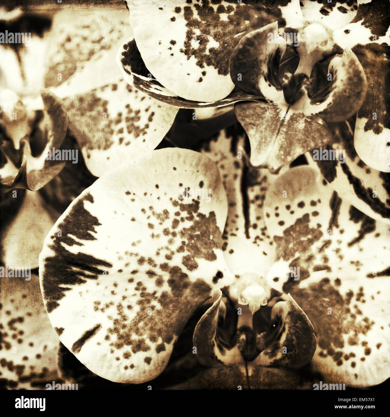 Beautiful orchid texture hi-res stock photography and images - Alamy