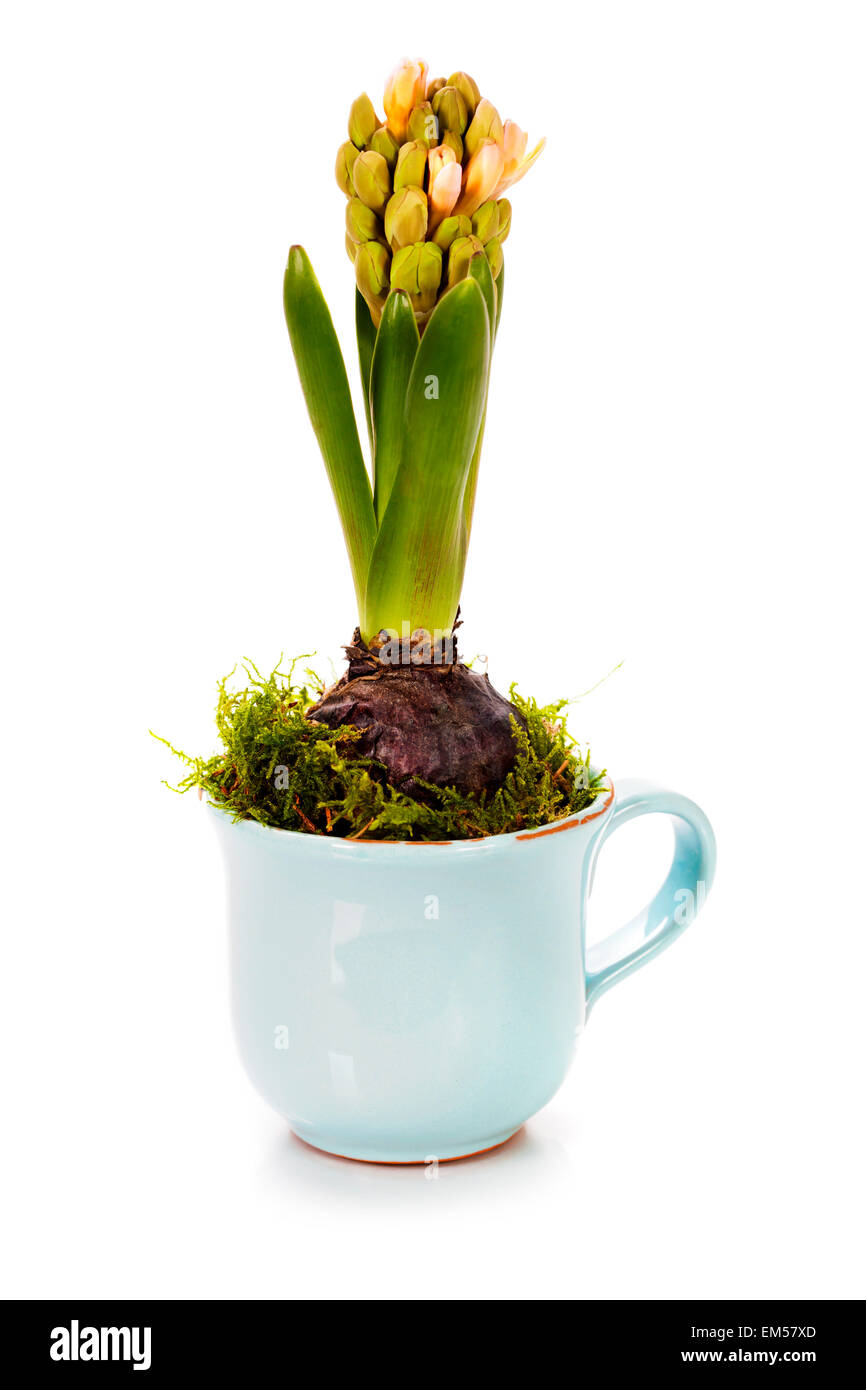 growing spring flower in a cup (spring concept Stock Photo - Alamy