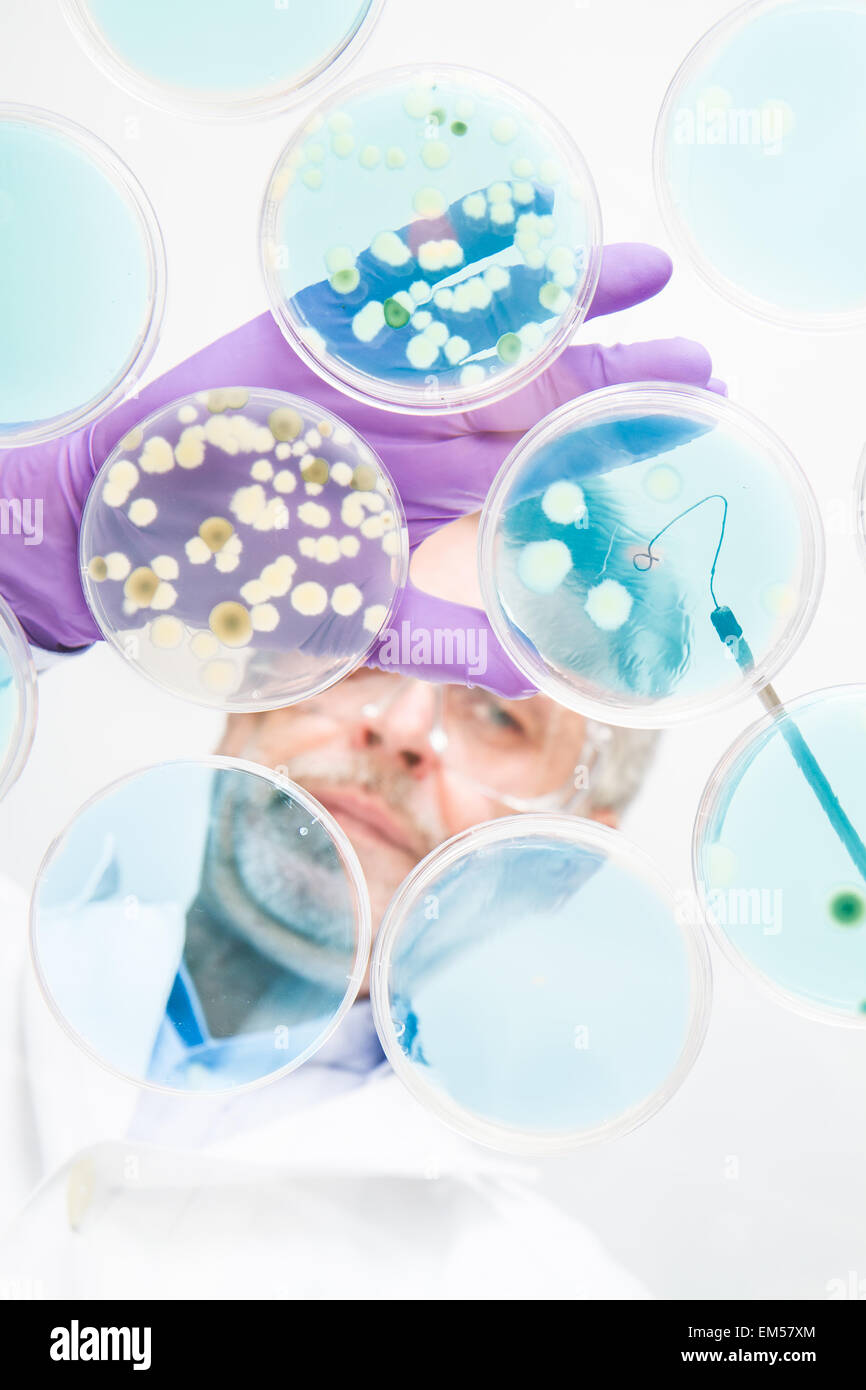 Senior life science researcher Stock Photo - Alamy