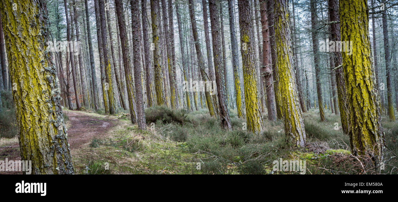 Lichen on Pine at Dores forest by Loch Ness in Scotland Stock Photo - Alamy
