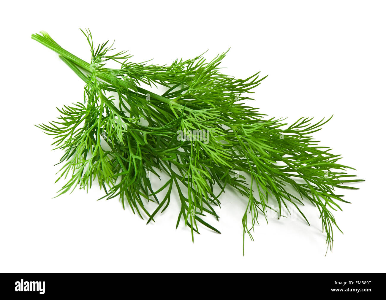 bunch fresh dill Stock Photo - Alamy