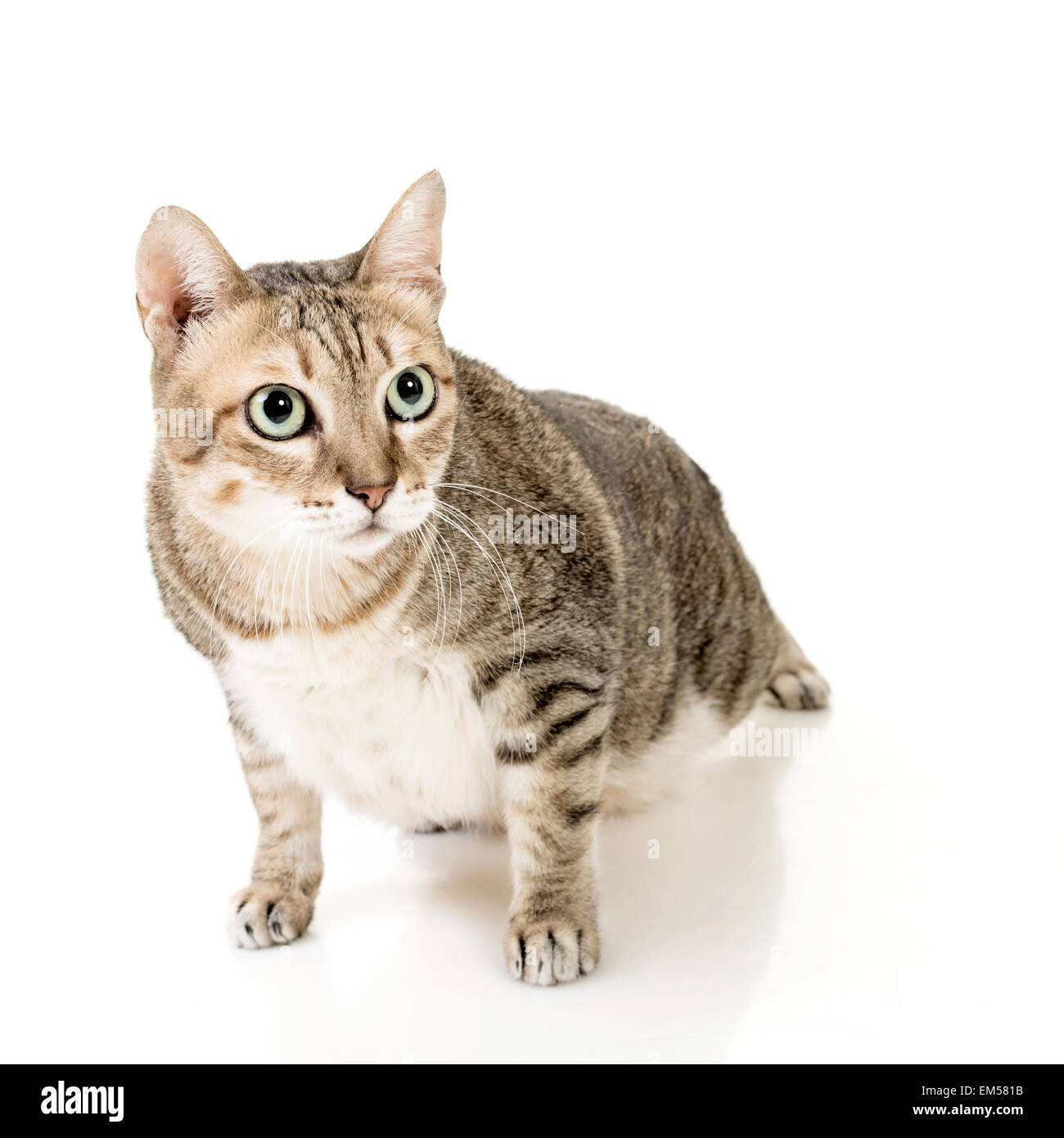 Fat tabby cat Cut Out Stock Images & Pictures - Alamy