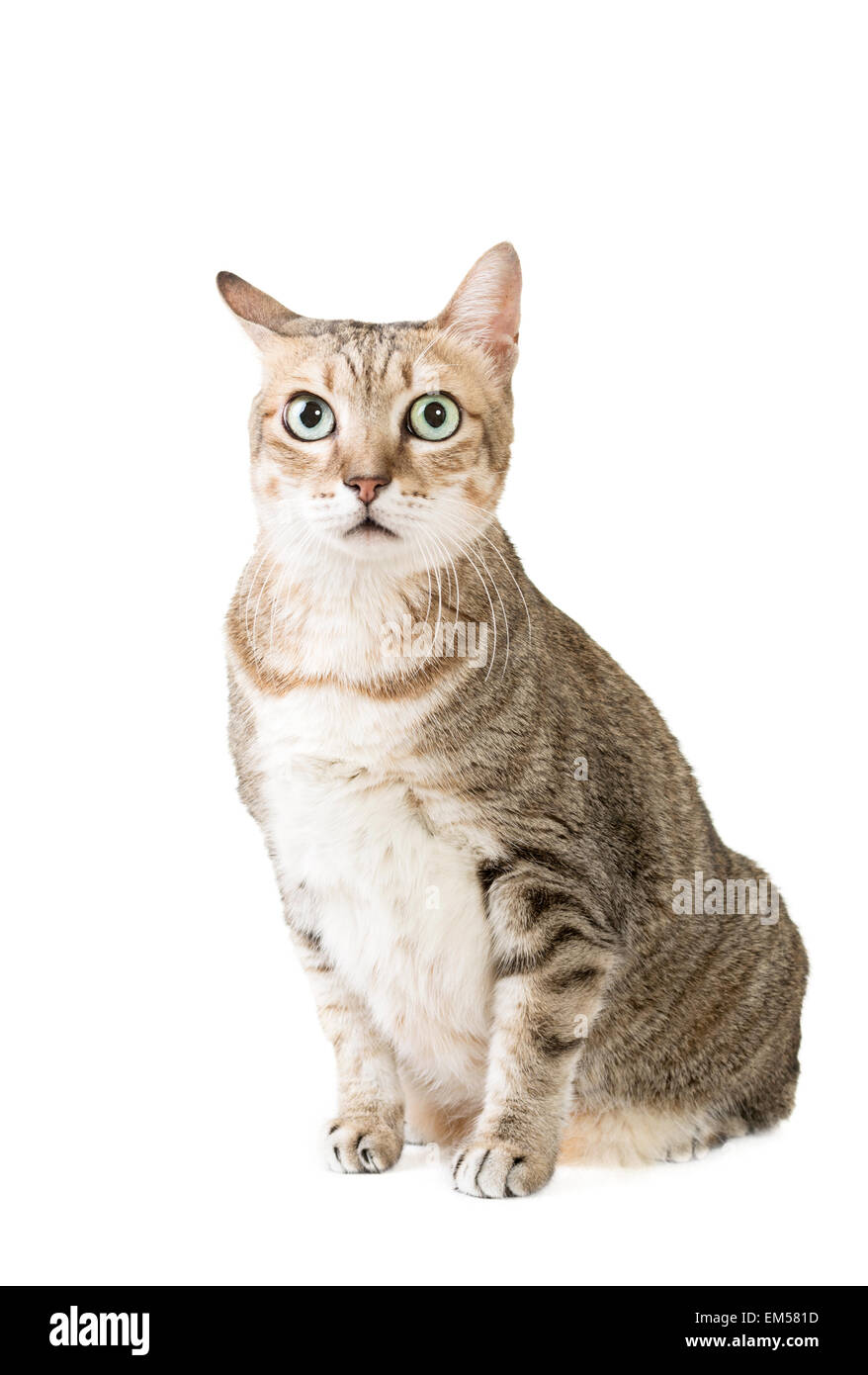 Fat tabby cat Cut Out Stock Images & Pictures - Alamy