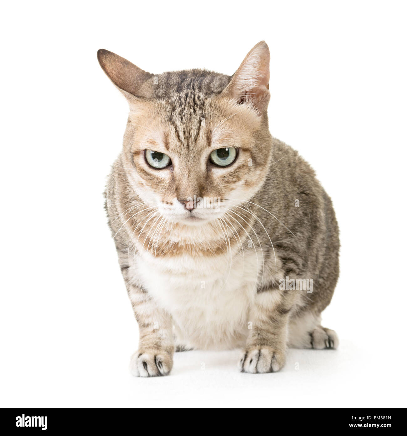 Fat tabby cat Cut Out Stock Images & Pictures - Alamy