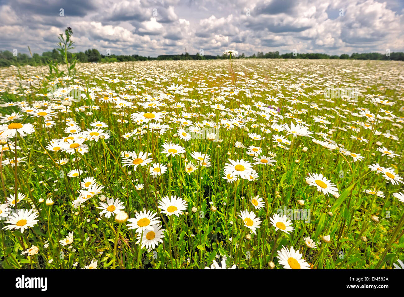 The meadow of daisies Stock Photo - Alamy