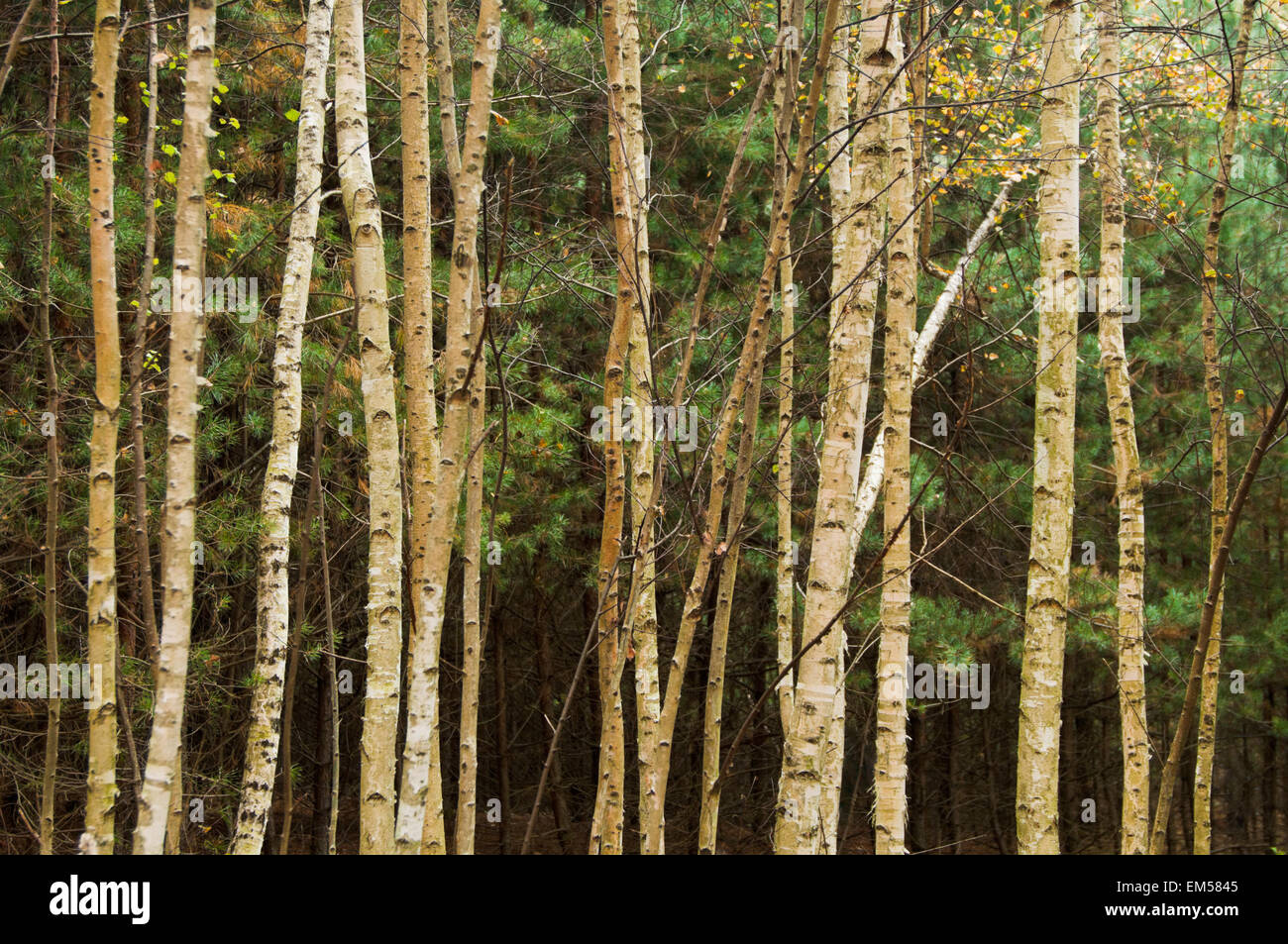 Birch tree and fall color hi-res stock photography and images - Alamy
