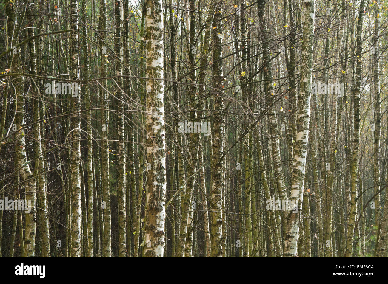 Birch tree and fall color hi-res stock photography and images - Alamy