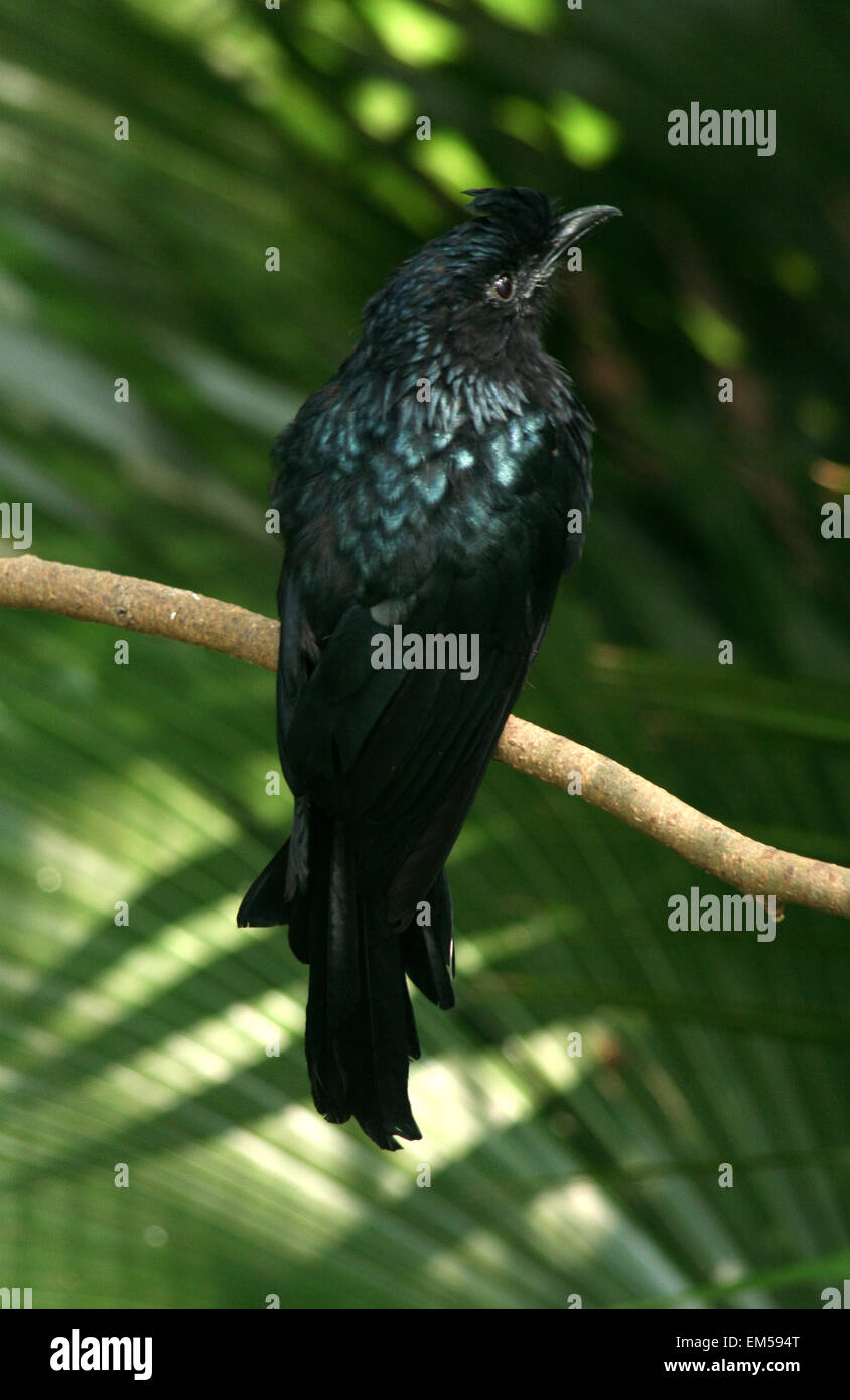 Edward youde aviary hi-res stock photography and images - Alamy