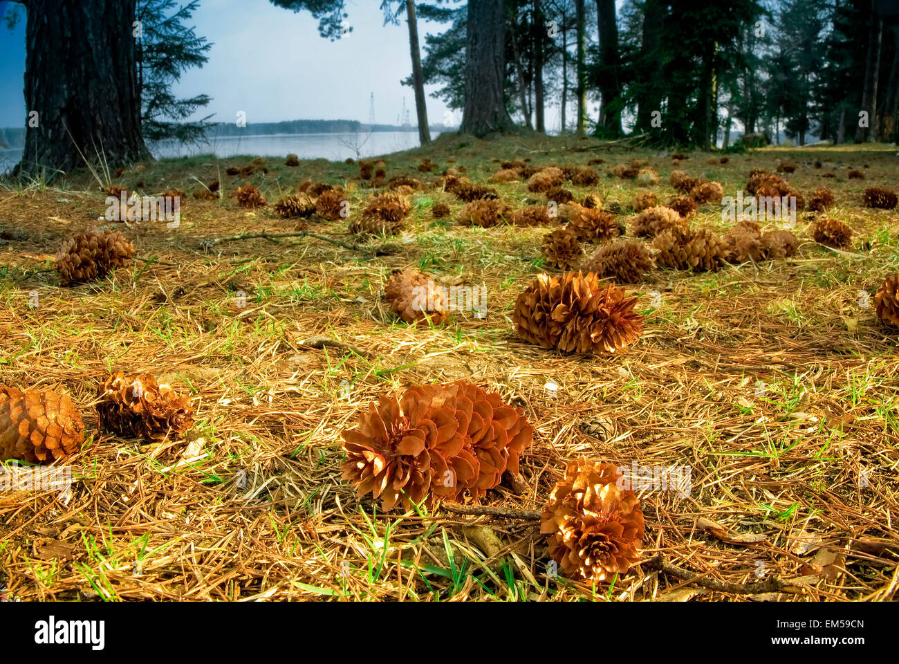 Conifer cones hi-res stock photography and images - Alamy