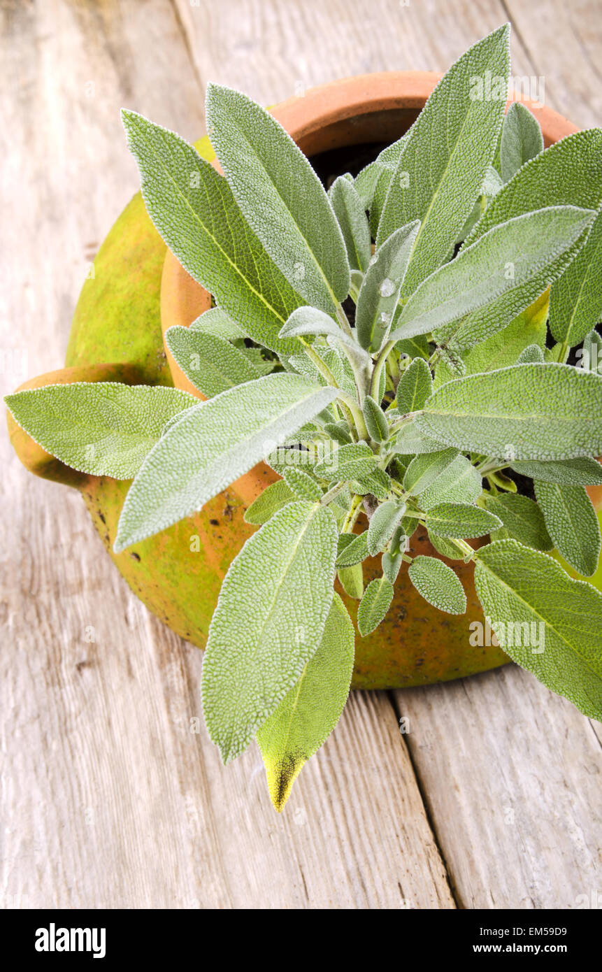 sage plant in a terracotta pot Stock Photo - Alamy