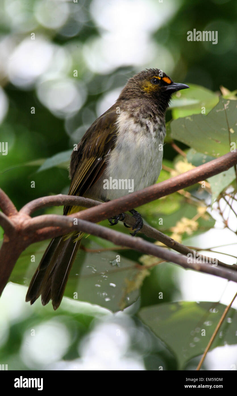 Pycnonotus bimaculatus hi-res stock photography and images - Alamy