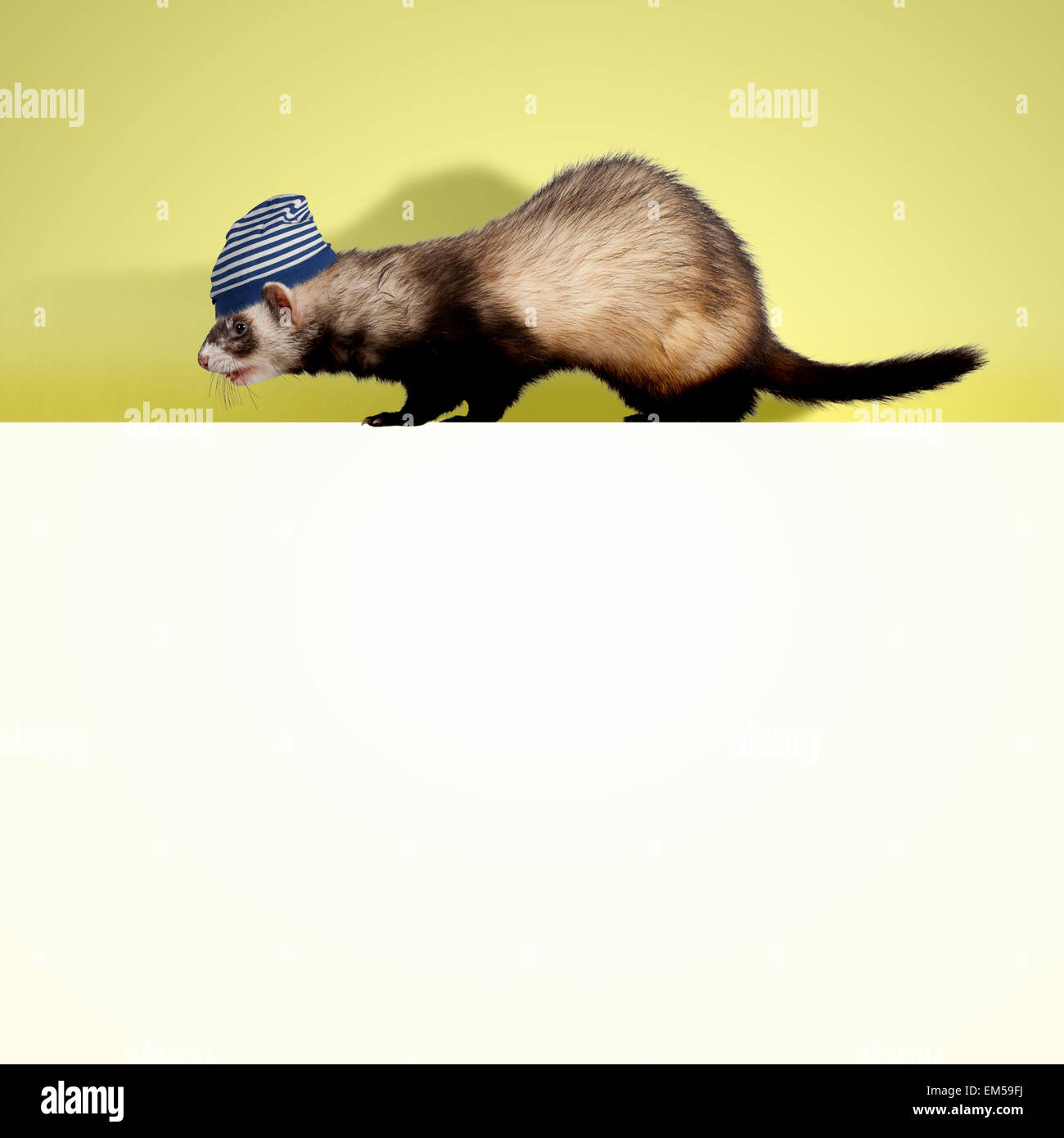 Polecat sitting hi-res stock photography and images - Alamy