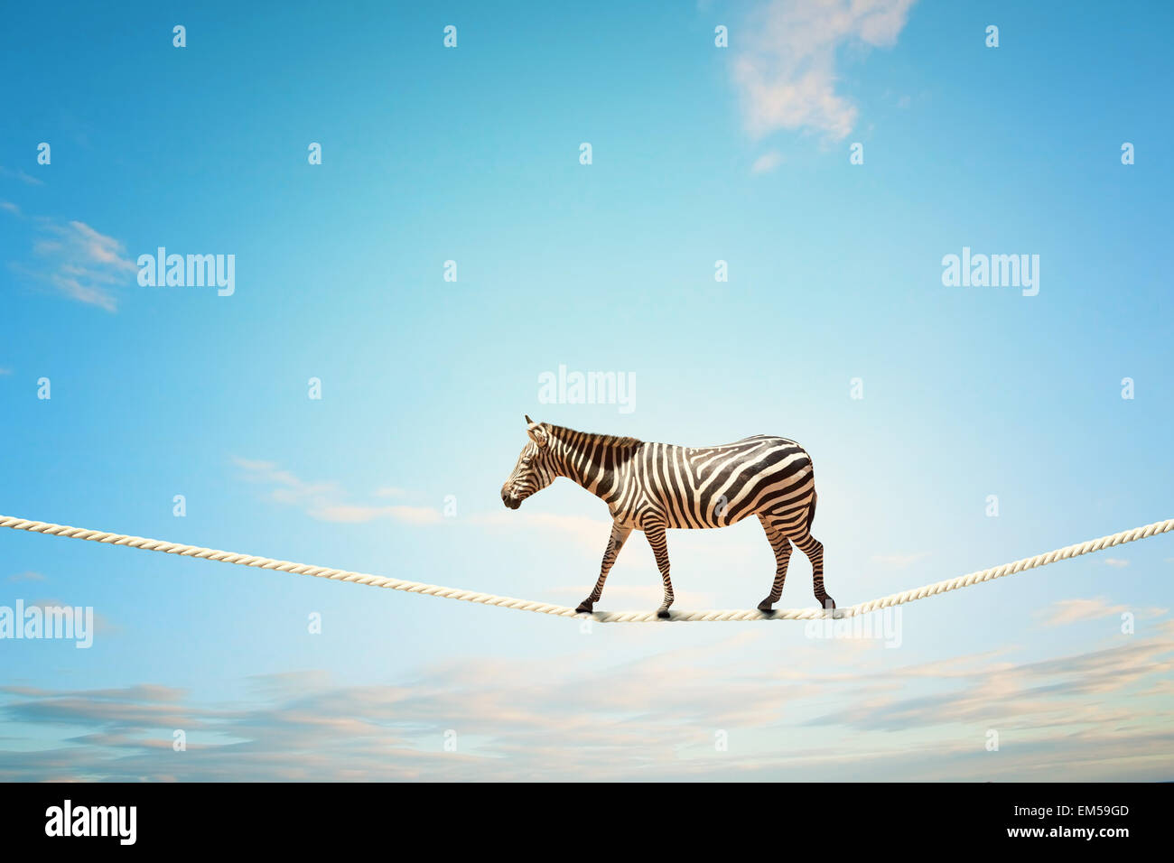 Circus zebra hi-res stock photography and images - Alamy