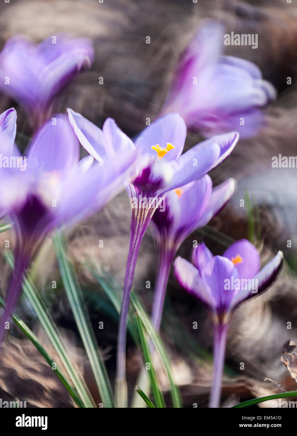 Crocus minimus with spiral bokeh Stock Photo - Alamy