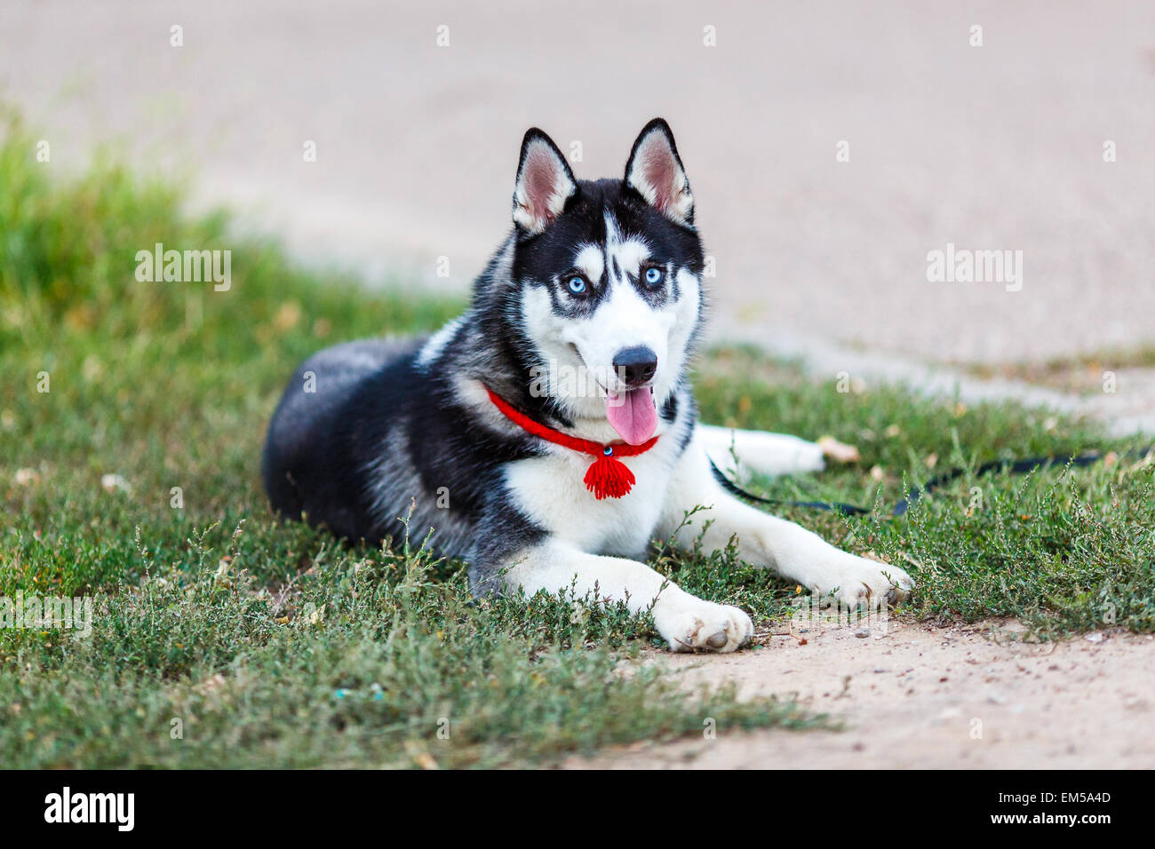 purebred Siberian Husky Stock Photo - Alamy