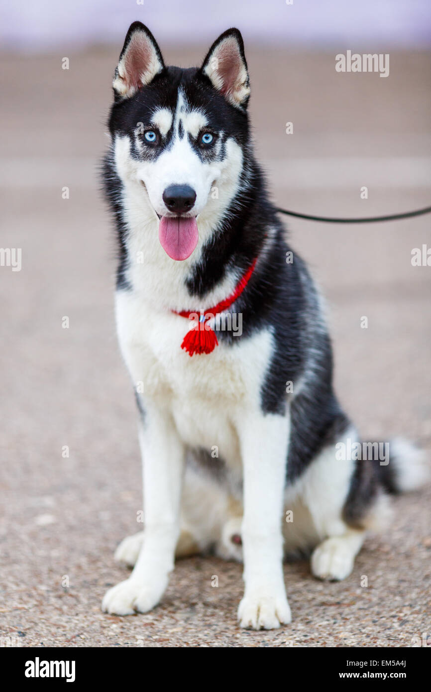 purebred Siberian Husky Stock Photo - Alamy