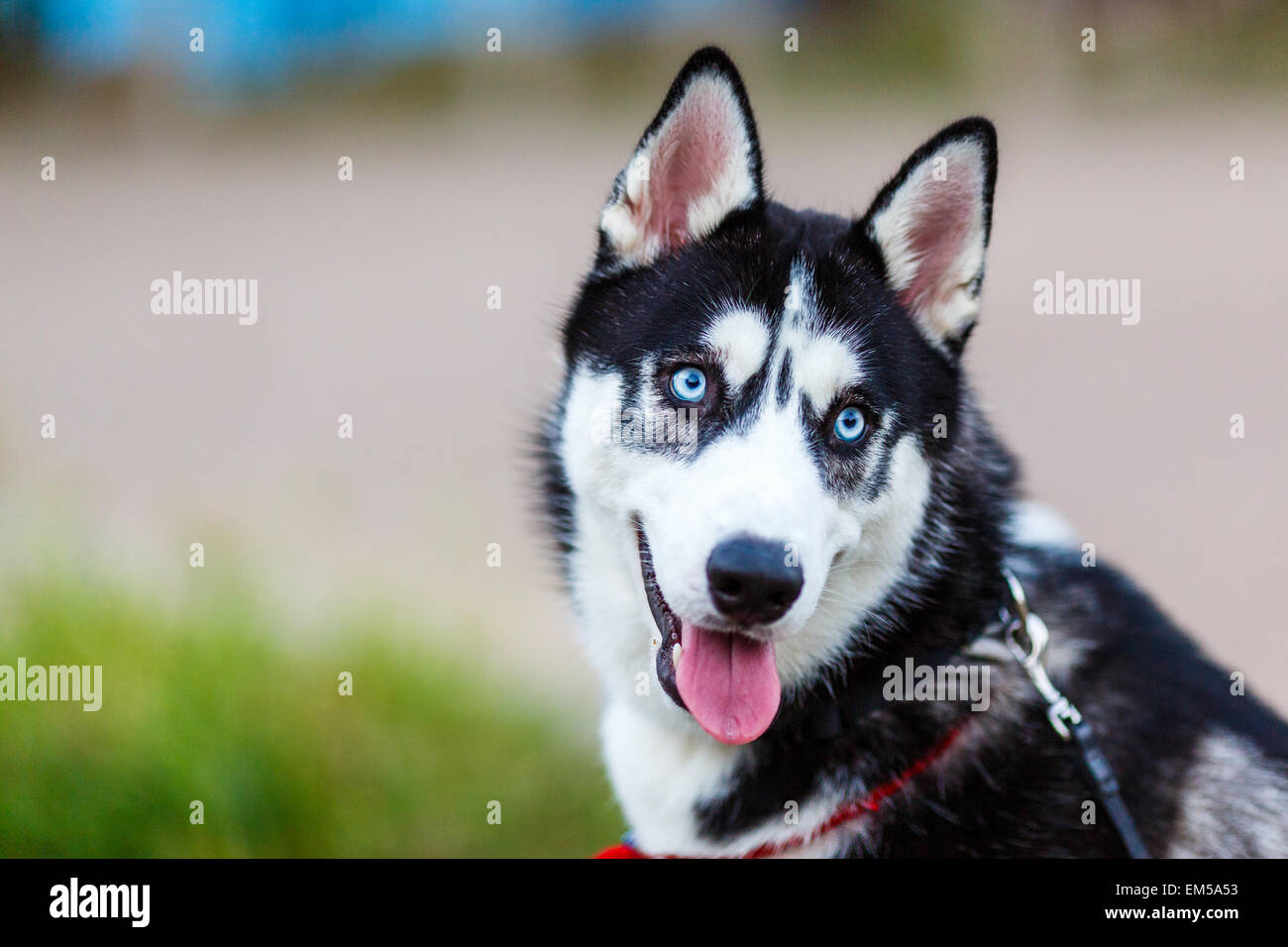purebred Siberian Husky Stock Photo - Alamy