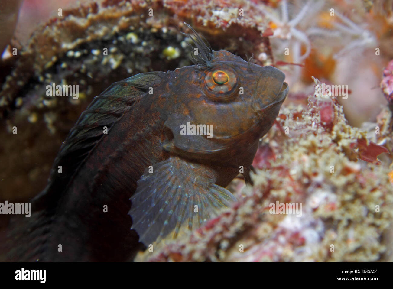 Hairy fish hi-res stock photography and images - Alamy
