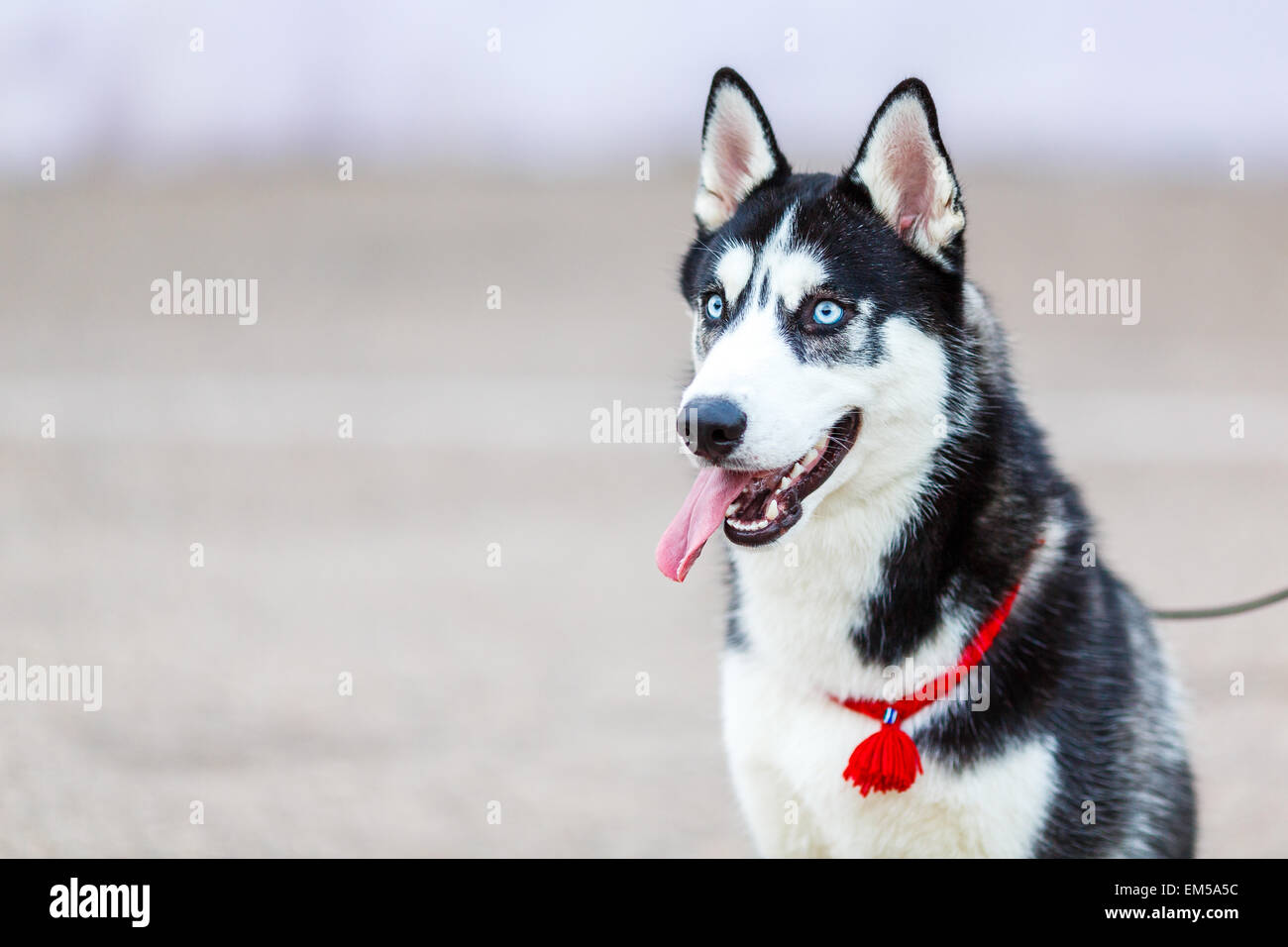 purebred Siberian Husky Stock Photo - Alamy