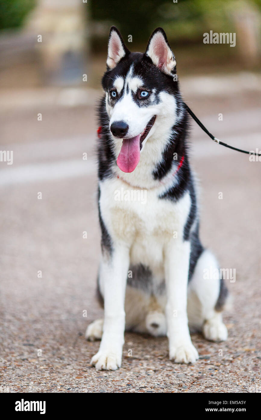 purebred Siberian Husky Stock Photo - Alamy