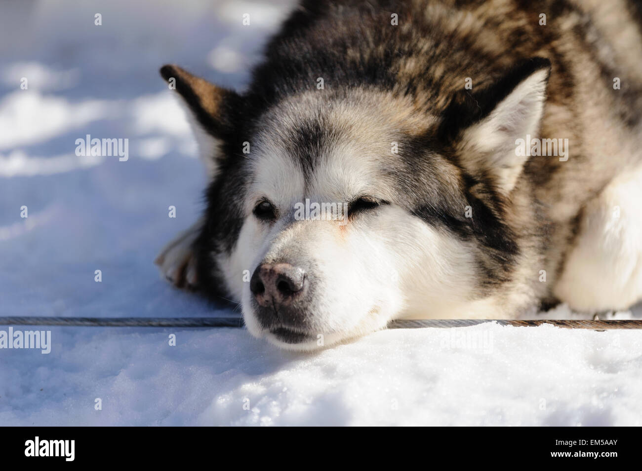 Alaskan malamute dog snow hi-res stock photography and images - Alamy