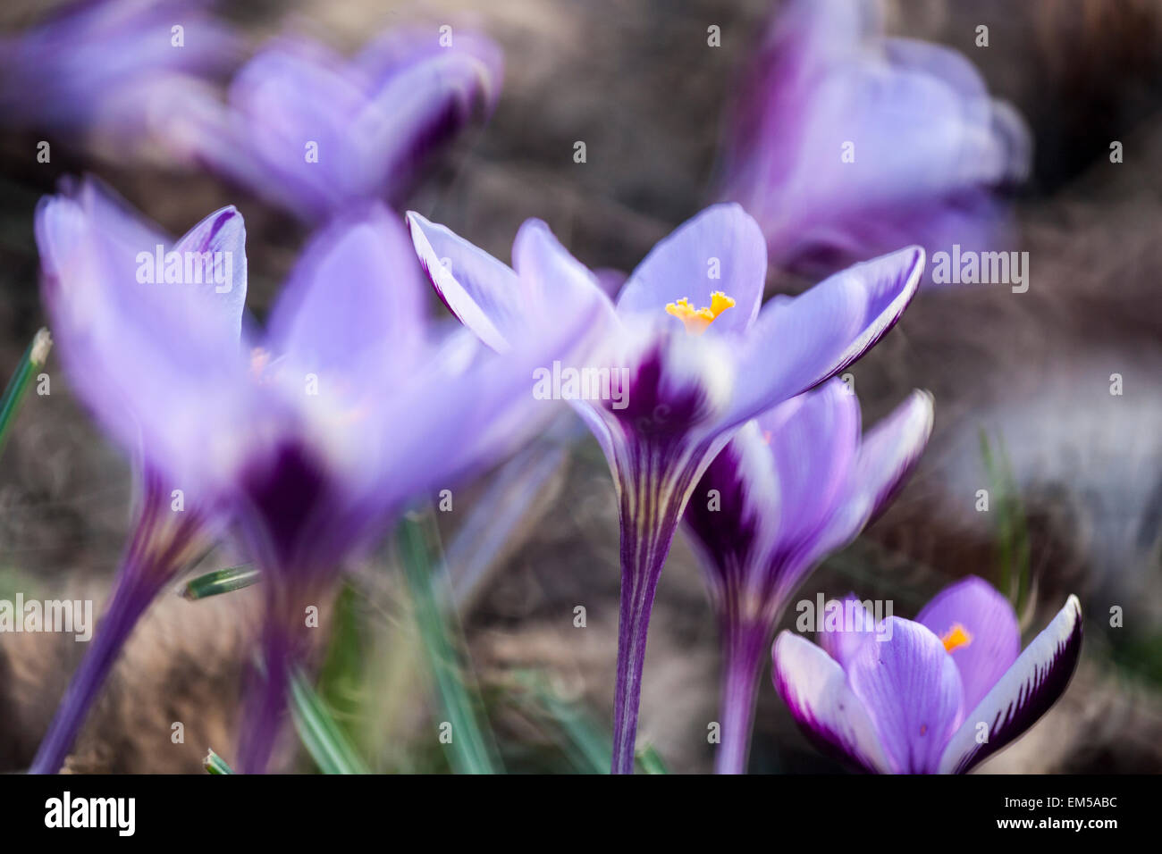 Crocus minimus with spiral bokeh Stock Photo - Alamy